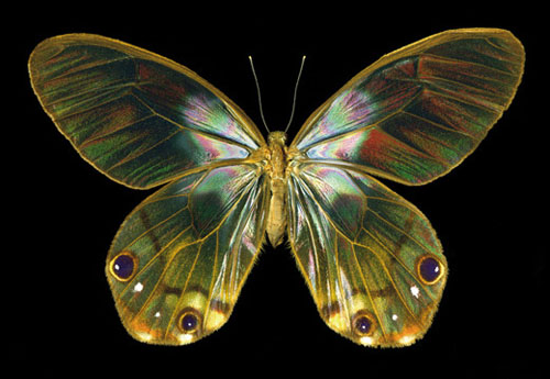 Las mariposas mas hermosas del mundo - Imagui Las mariposas mas hermosas del mundo - Imagui