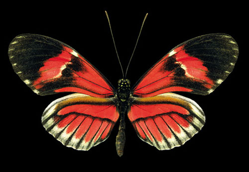 Las mariposas mas hermosas del mundo - Imagui Las mariposas mas hermosas del mundo - Imagui